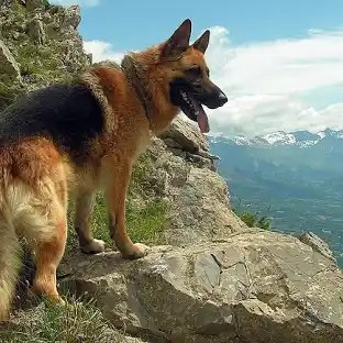 « Chien autonome » : l’innovation israélienne qui a stupéfié le monde ...